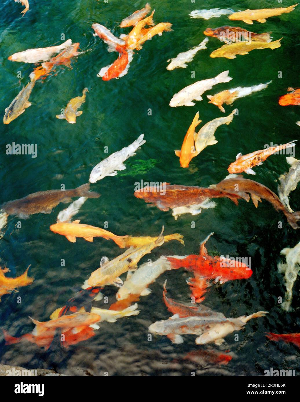 USA, Hawaii, multi colored group of Coy fish Stock Photo - Alamy