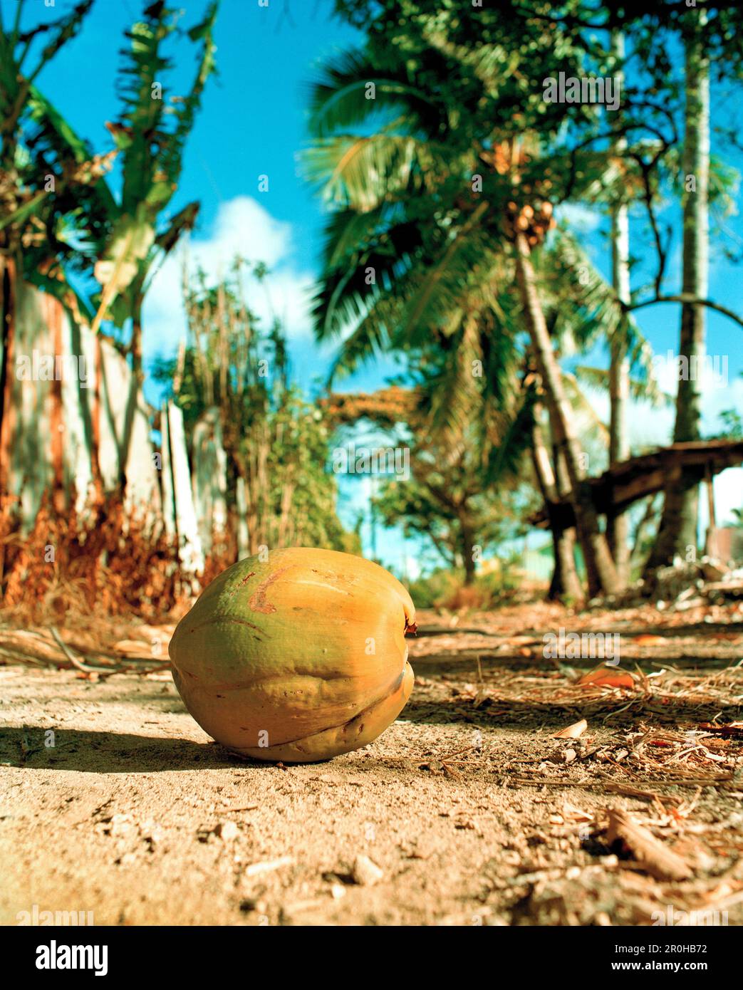 USA, Hawaii, Laie, a coconut lies in the middle of a dirt road, the ...