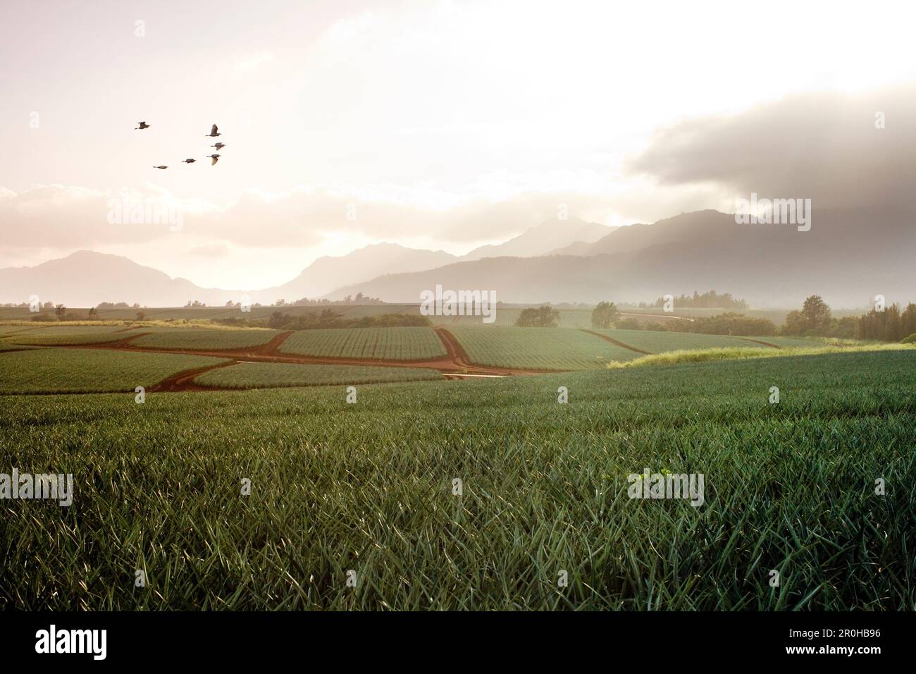 USA, Hawaii, Oahu, Flock of birds flying over pineapple field, the ...