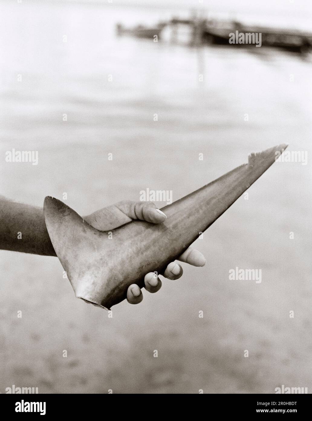 Honduras shark hi-res stock photography and images - Alamy