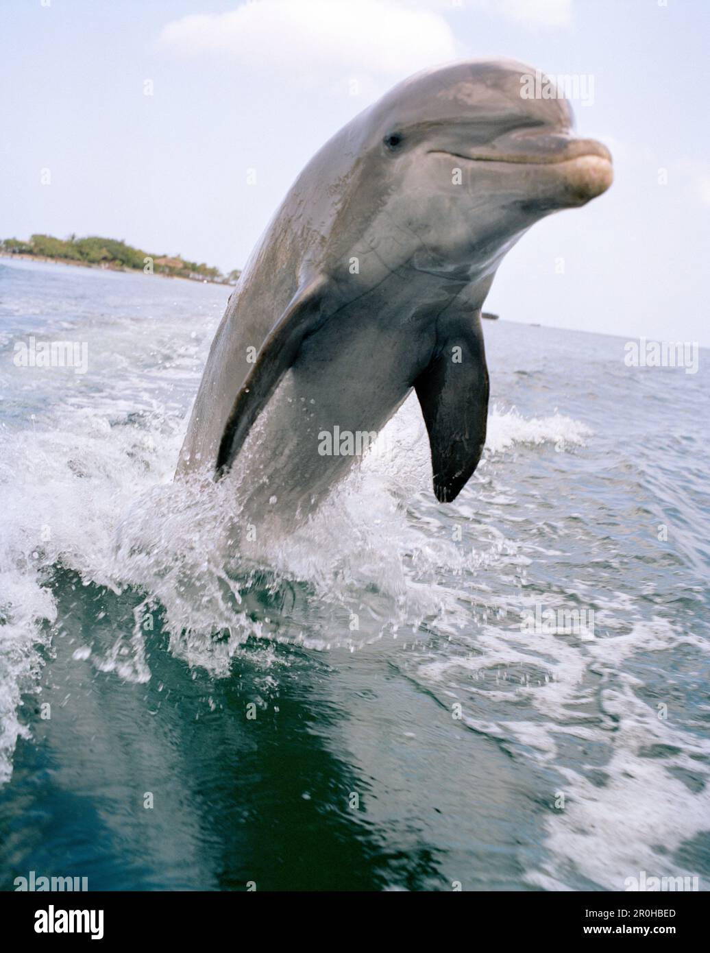 HONDURAS, Roatan, Bottlenose Dolphin jumping out of water Stock Photo ...