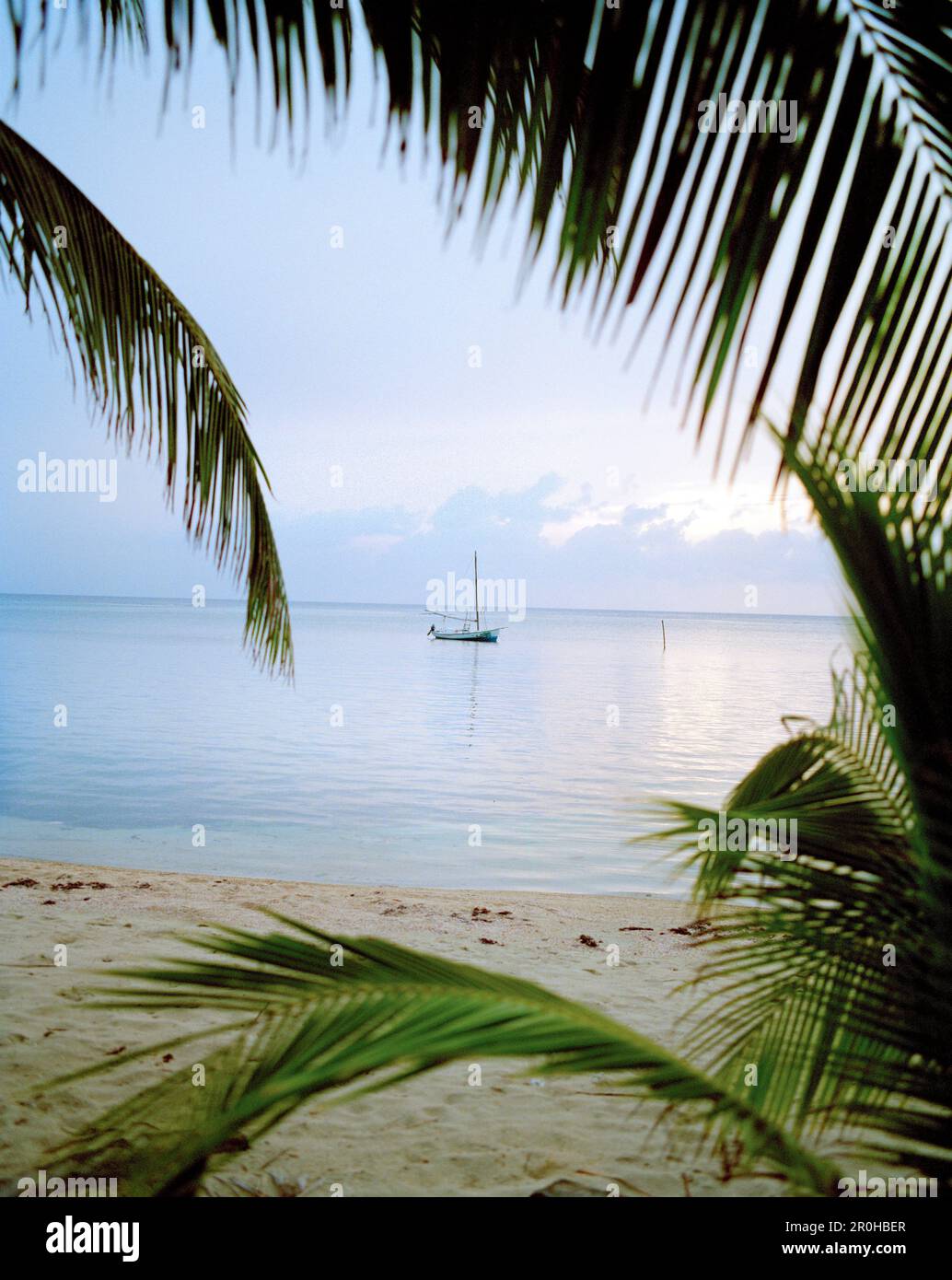 Roatan honduras beach palm trees hi-res stock photography and images ...