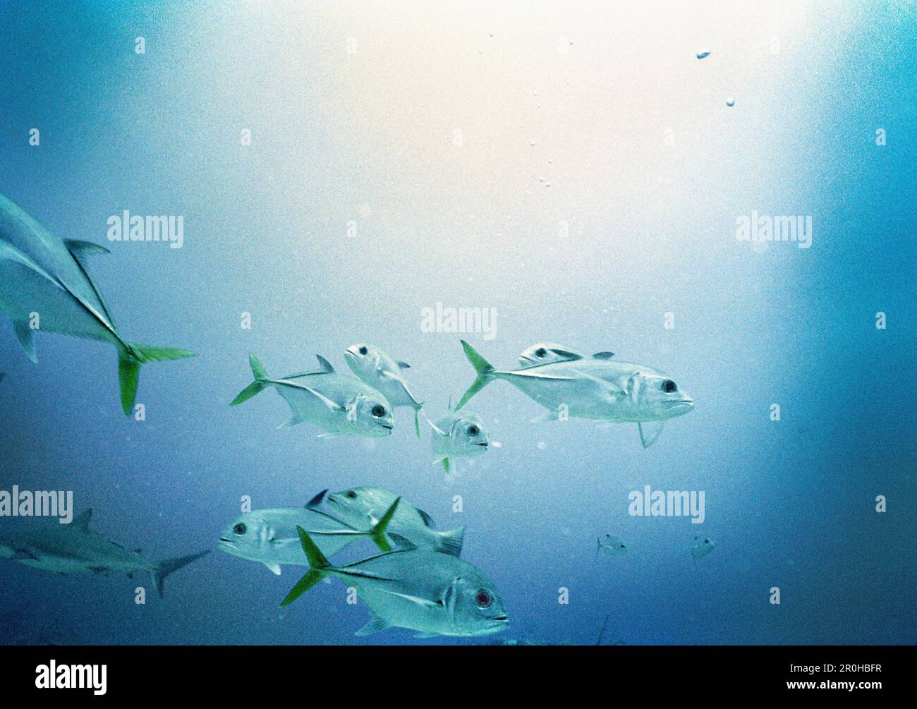 HONDURAS, Roatan, school of fish swimming underwater Stock Photo - Alamy