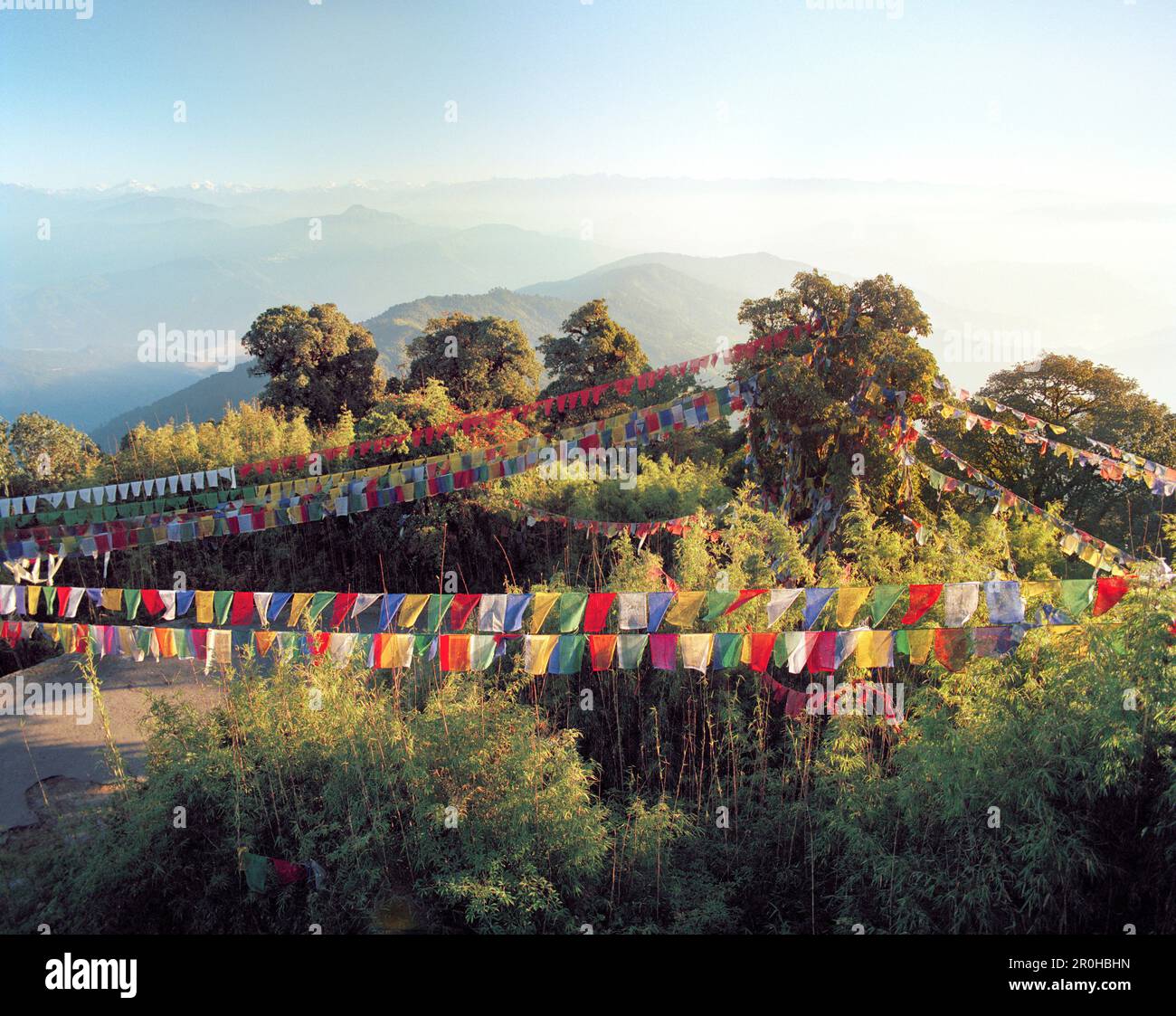 INDIA, West Bengal, colorful prayer flags hanging over trees, Tiger ...
