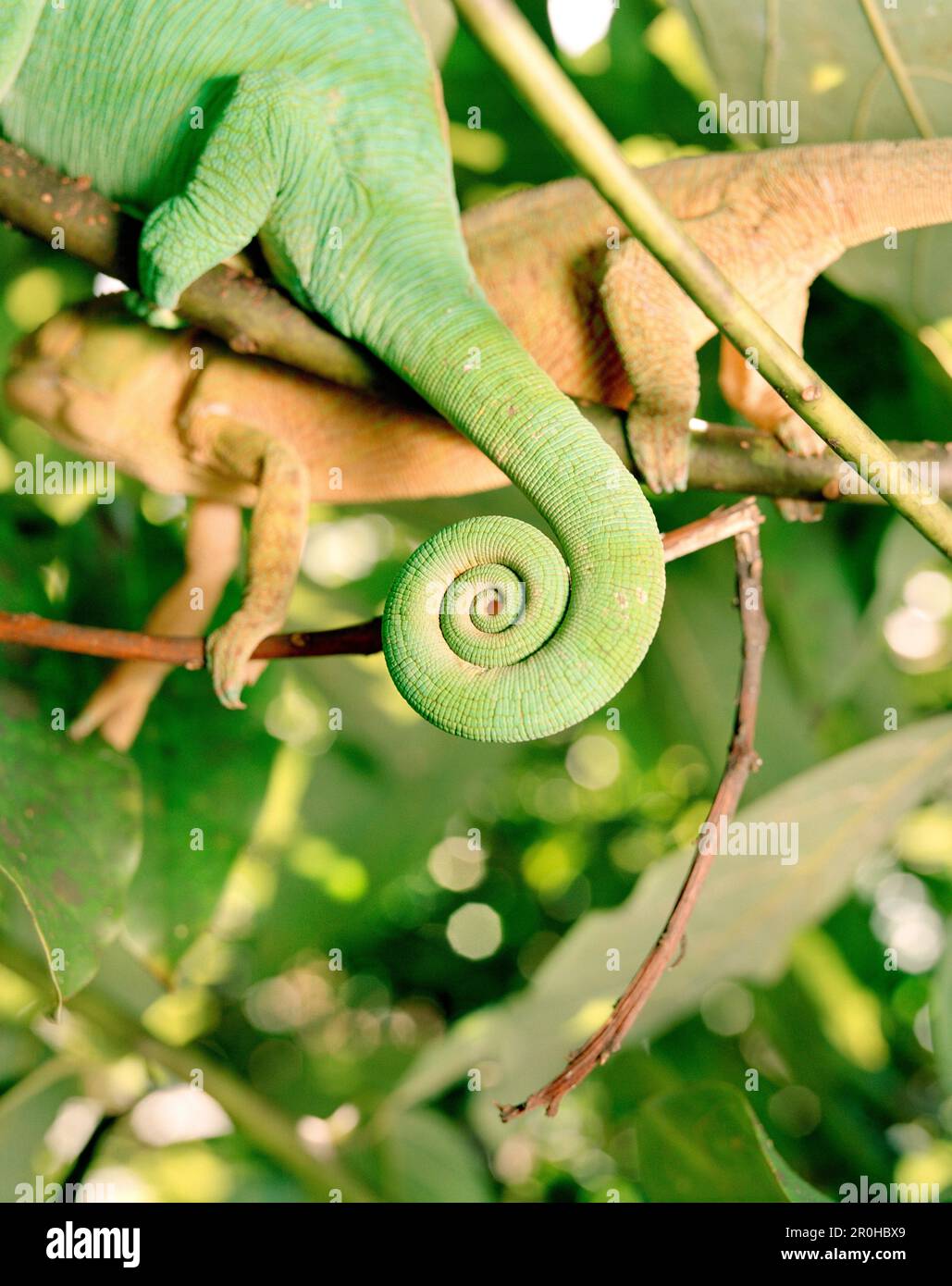 Madagascar, chameleon coiled tail, close-upMADAGASCAR, chameleon tail ...