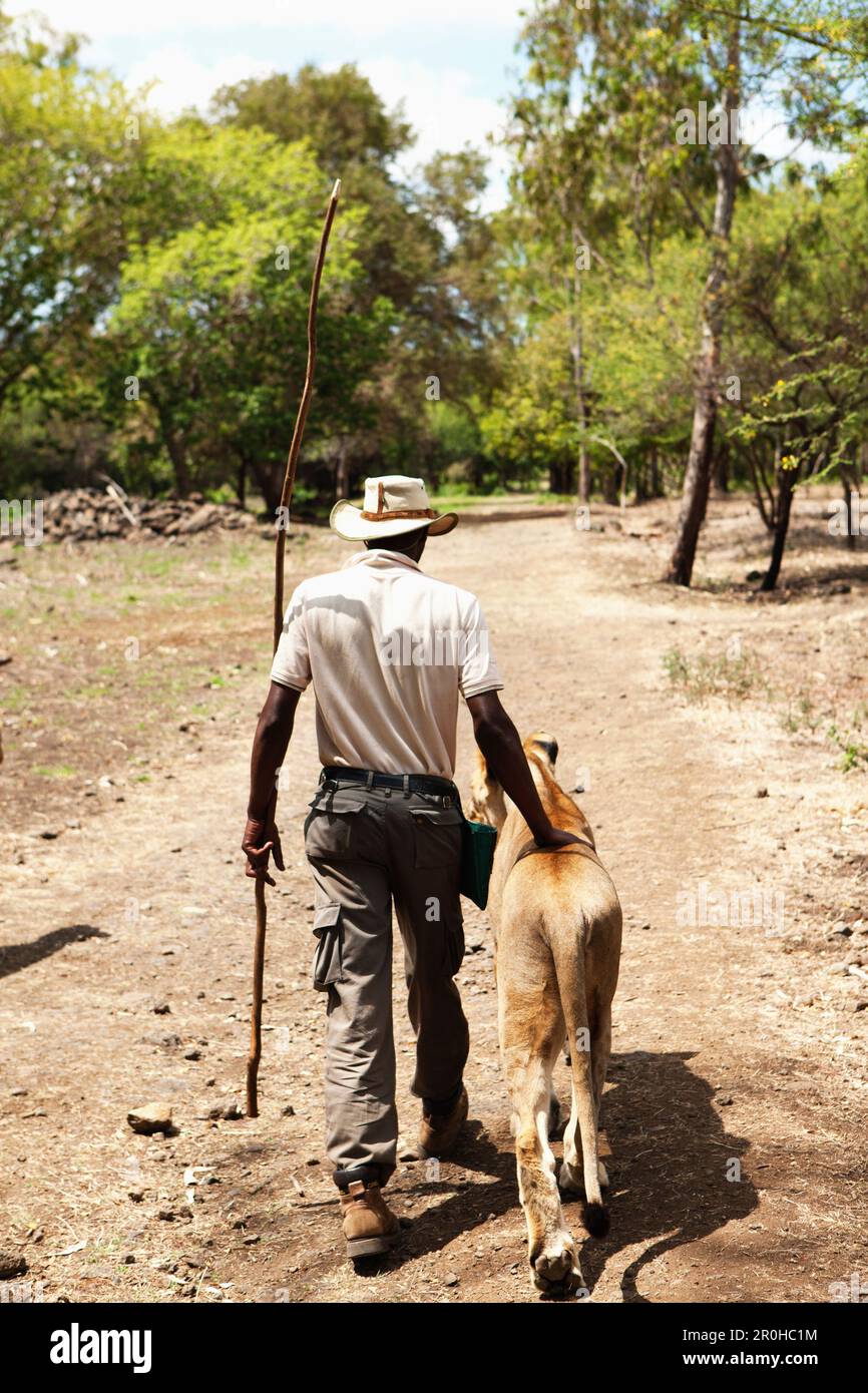 MAURITIUS, Flic en Flac, Lion tamer Marcelin Pierre-Louis walks with a ...