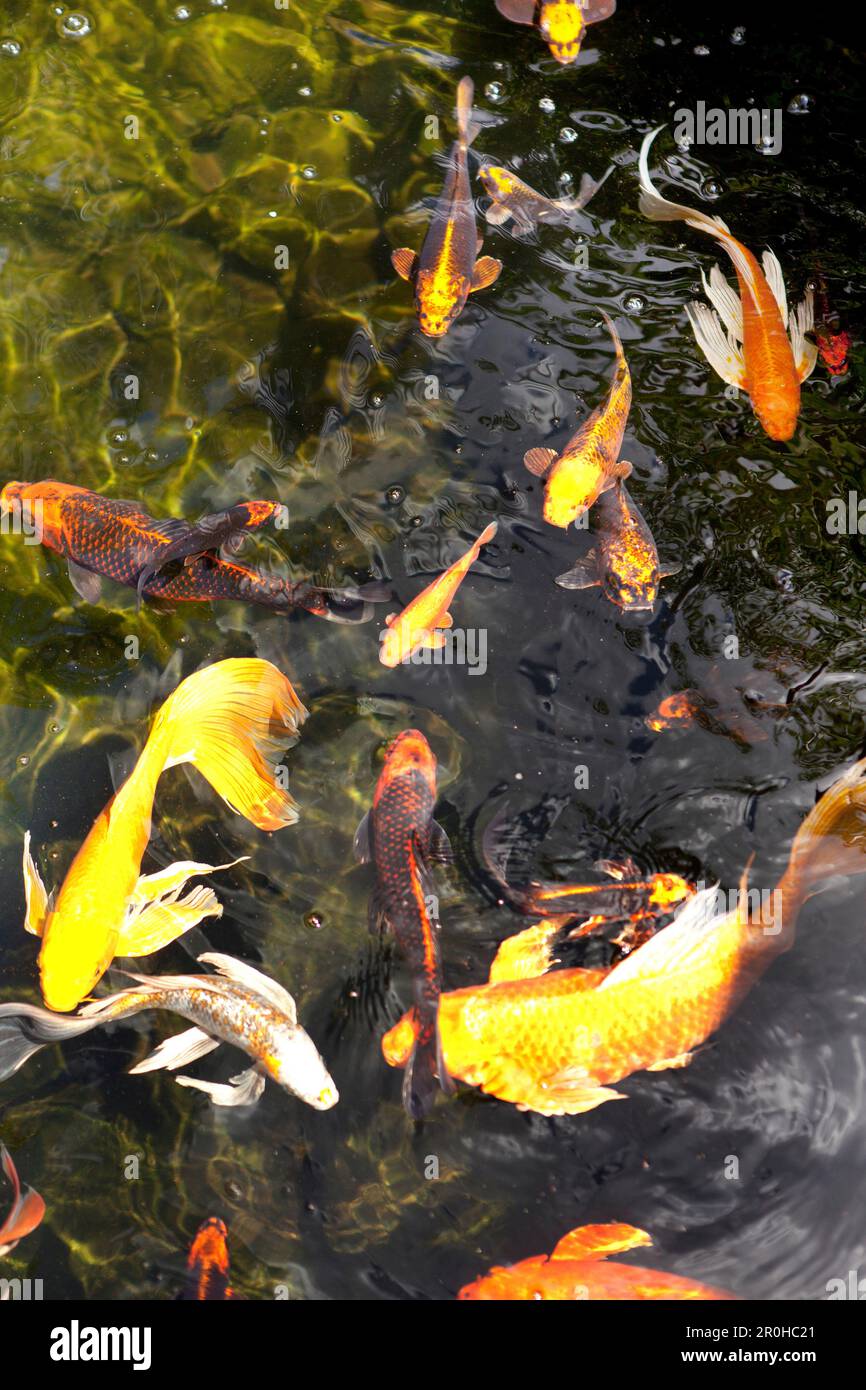 MAURITIUS, Chemin Grenier, South Coast, coy fish swim in a pool by the ...