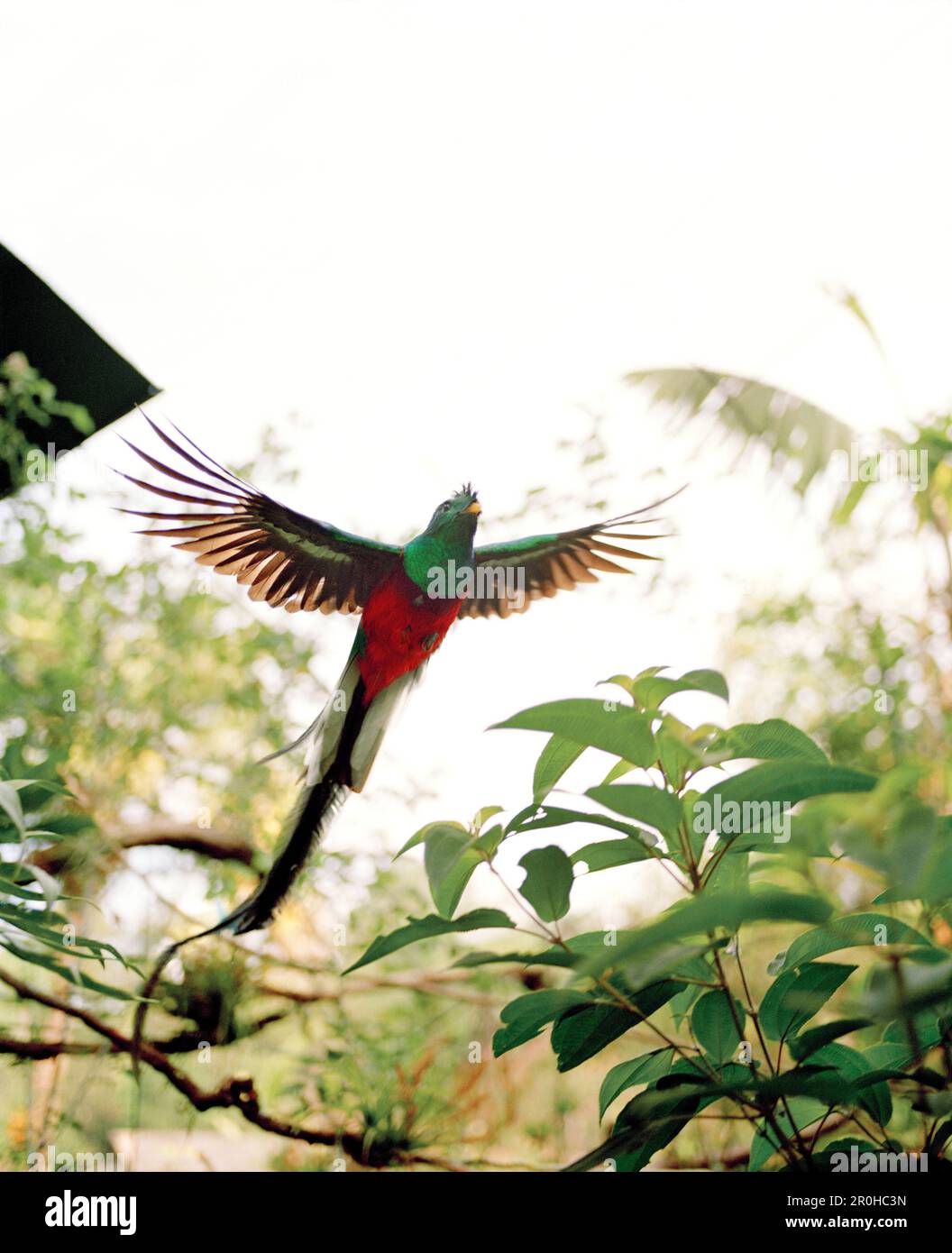 Quetzal Open Wings