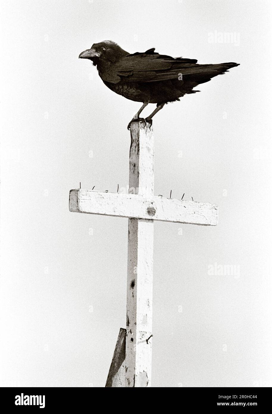 Cross and raven hi-res stock photography and images - Alamy