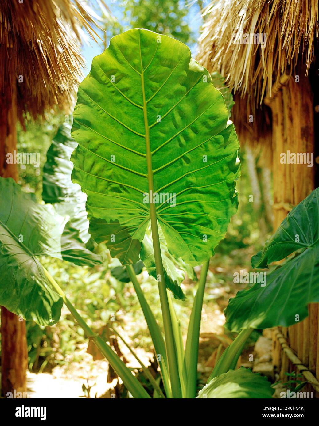 MEXICO, Maya Riviera, large green leaf backlight, Esencia Hotel Stock ...