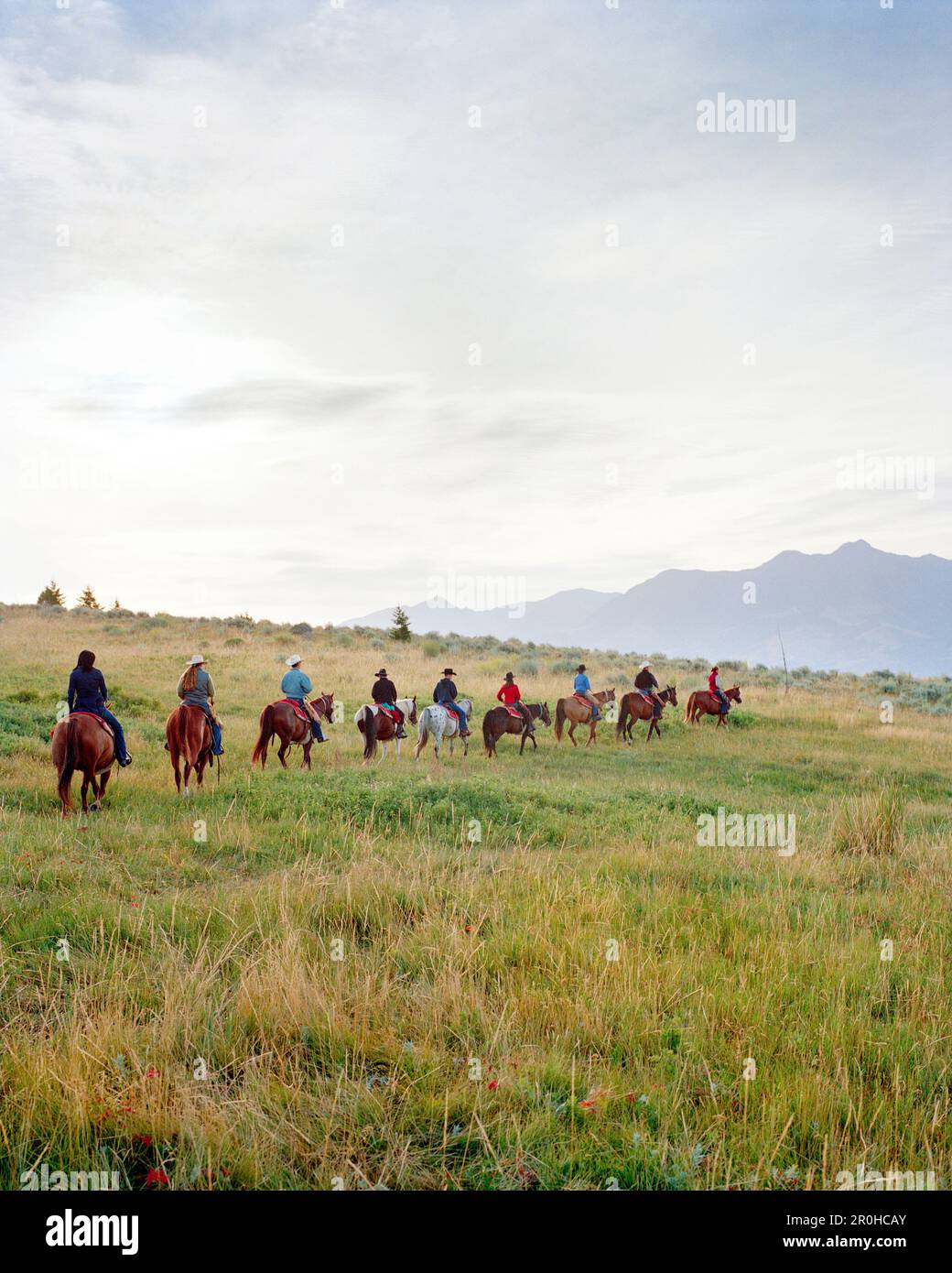 USA, Montana, cowboys and cowgirls riding horses back from a breakfast ...