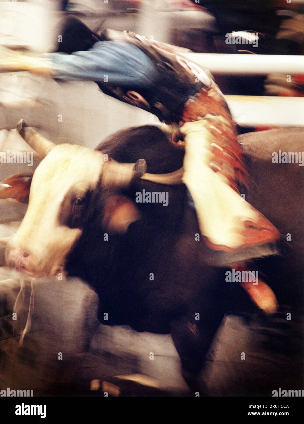 Rodeo steer cowboy sit hi-res stock photography and images - Alamy