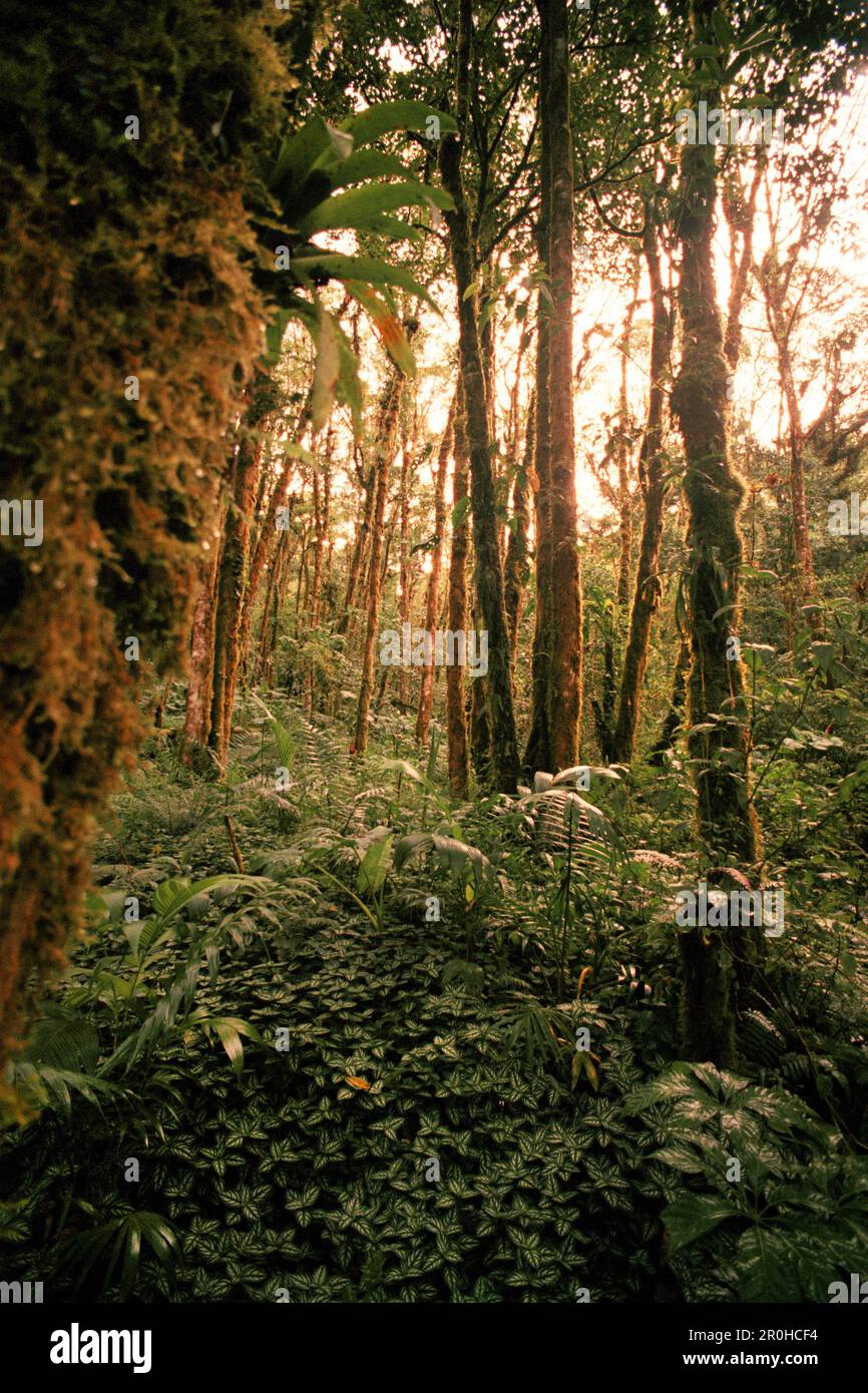 PANAMA, David, Guadalupe, Los Quetzales Lodge, lush green cloud forest ...