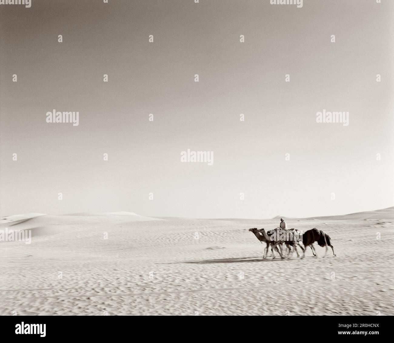 SAUDI ARABIA,The Empty Quarter, Najran, man riding camel in desert (B&W ...