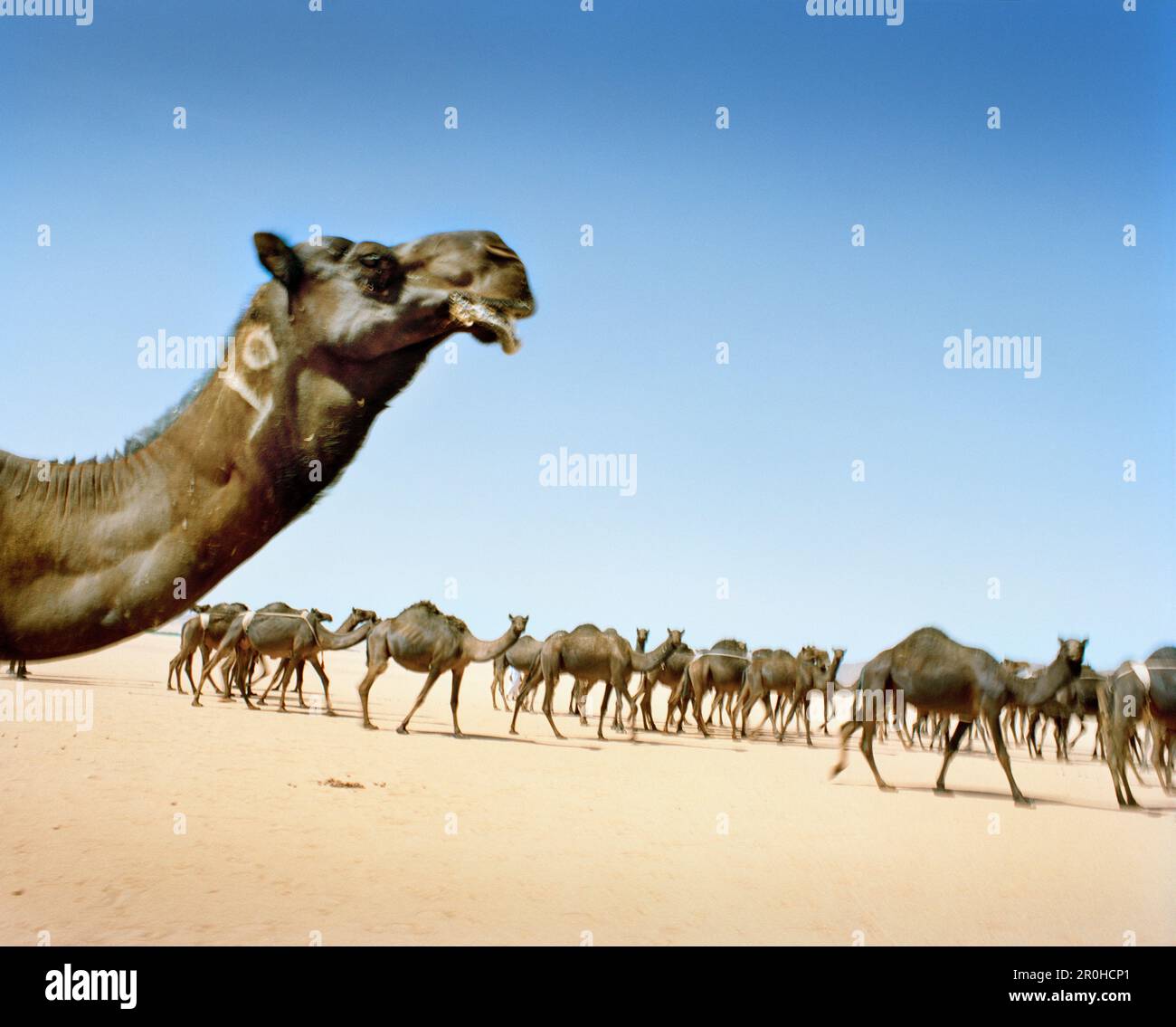 SAUDI ARABIA,The Empty Quarter, Najran, group of camels walking in the ...