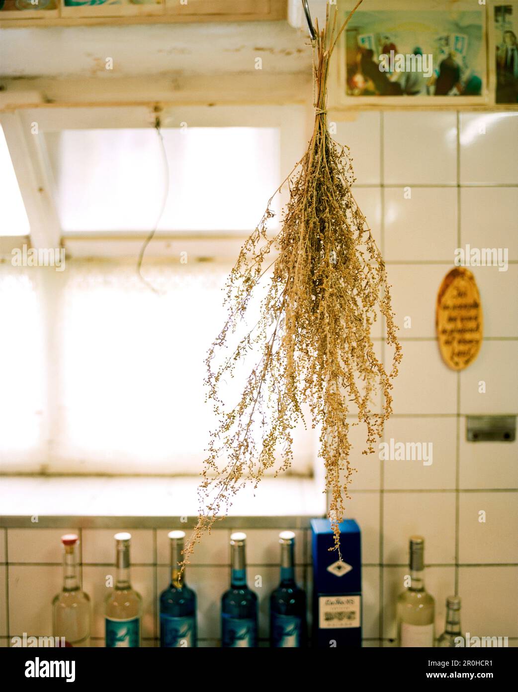 SWITZERLAND, Couvet, hanging woodworm plant is used to make Absinthe ...