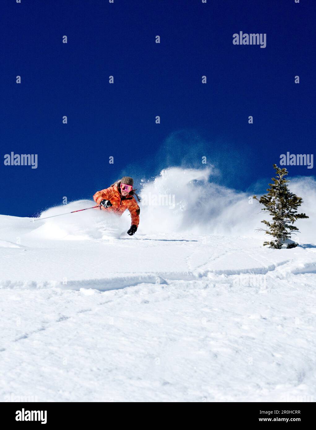 USA, Utah, young woman skiing Lee's Tree in the deep snow, Alta Ski ...