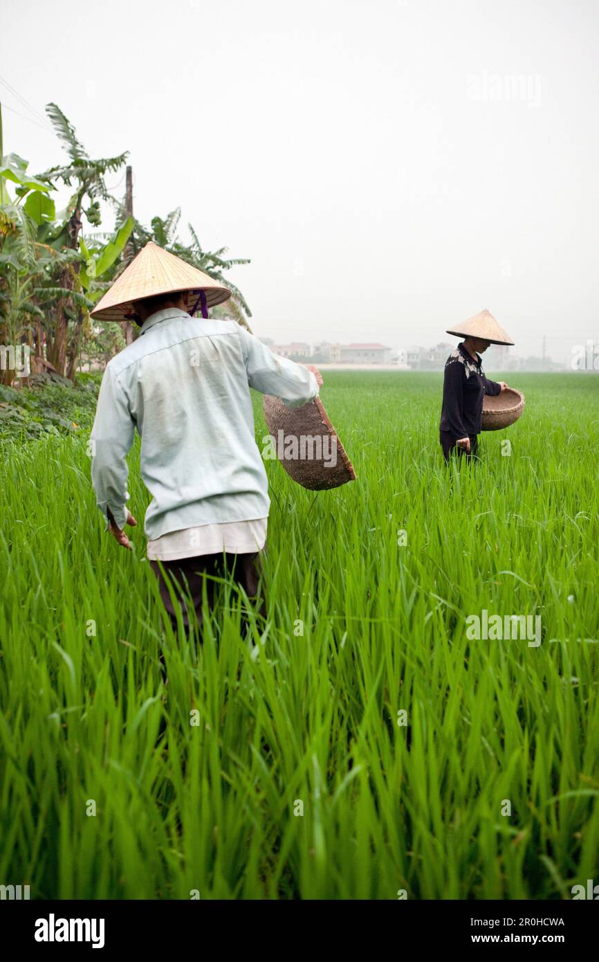 VIETNAM, Hanoi countryside, rice farmers Nguyen Huu Uc and Nguyen Thi ...