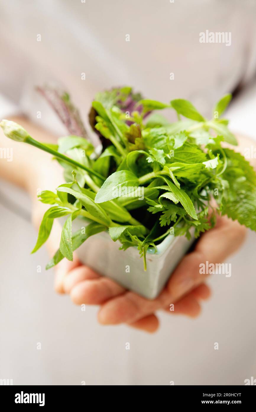 VIETNAM, Hanoi, Sofitel Metropole Hotel, locally grown greens Stock ...