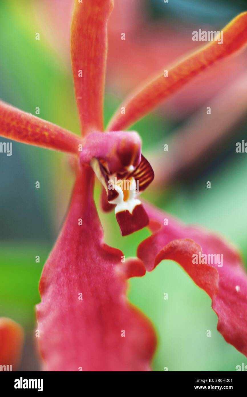 VIETNAM, Hue, an orchid flower at Tu Hieu pagoda and monastery Stock ...