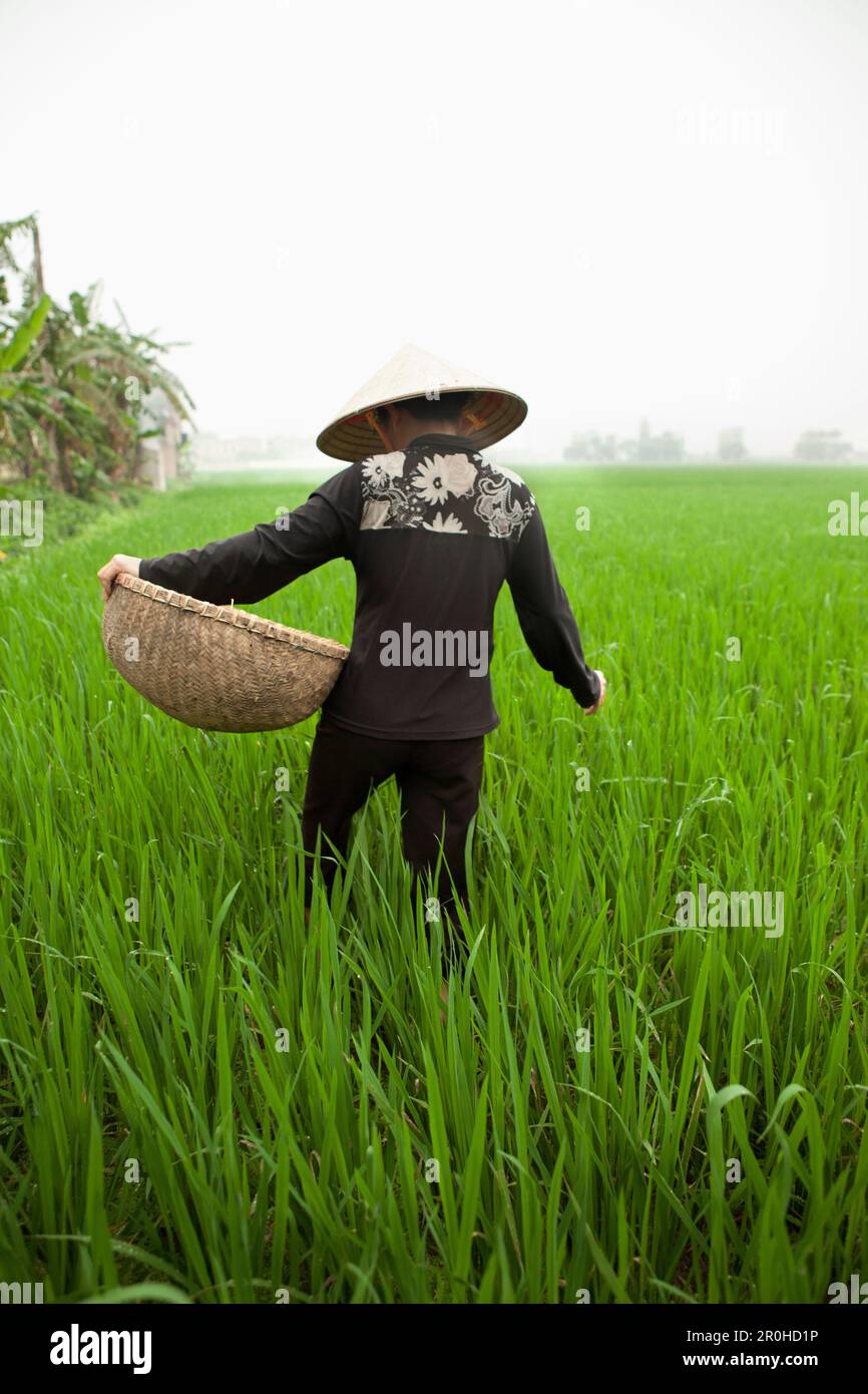 VIETNAM, Hanoi countryside, rice farmer Nguyen Thi Ha in her rice field ...