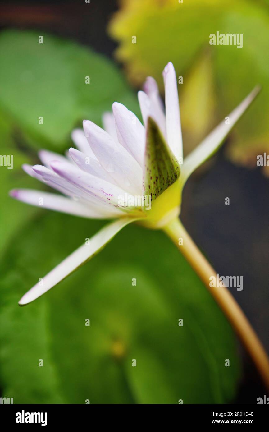 VIETNAM, Hue, a lotus flower in bloom at a Pagoda and monastery Stock ...