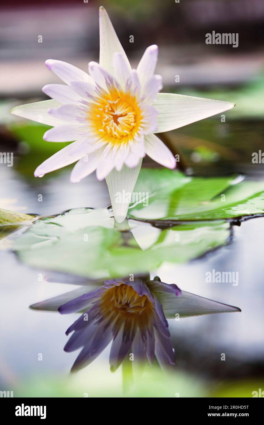 VIETNAM, Hue, a lotus flower in bloom at a Pagoda and monastery Stock ...