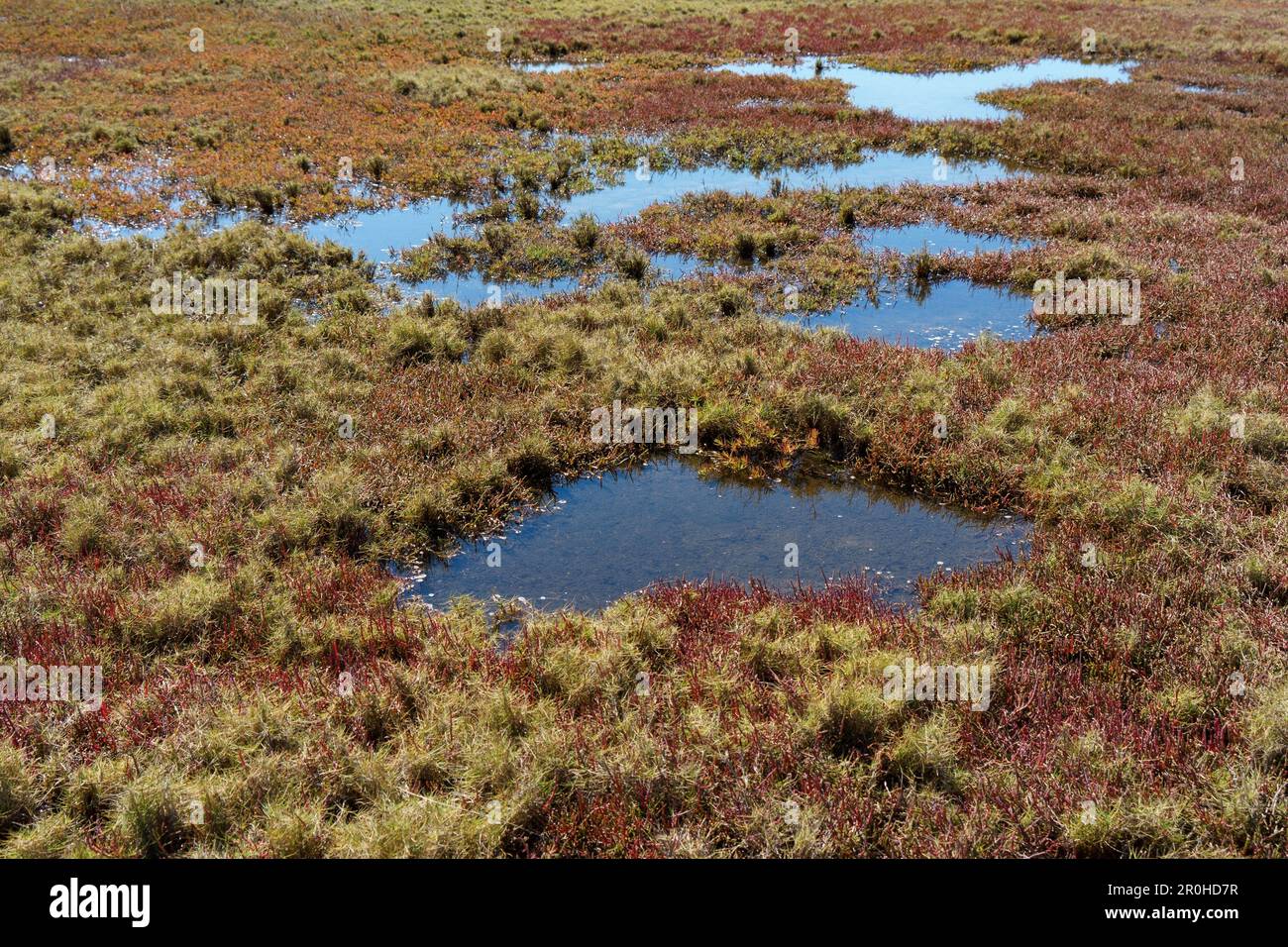 View across ponds amongst the grasses and red-coloured ground cover in ...