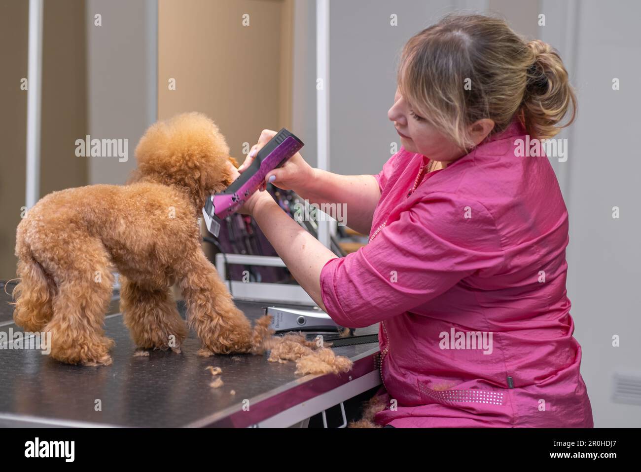 furry puppy receiving a stylish haircut at the pet spa grooming salon ...