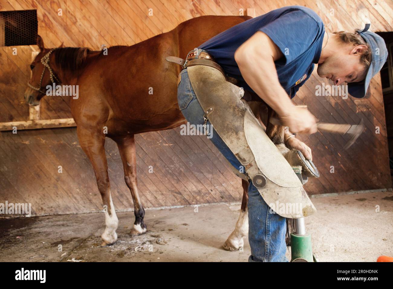 USA, Wyoming, Encampment, a ferrier gives a horse a new set of shoes ...