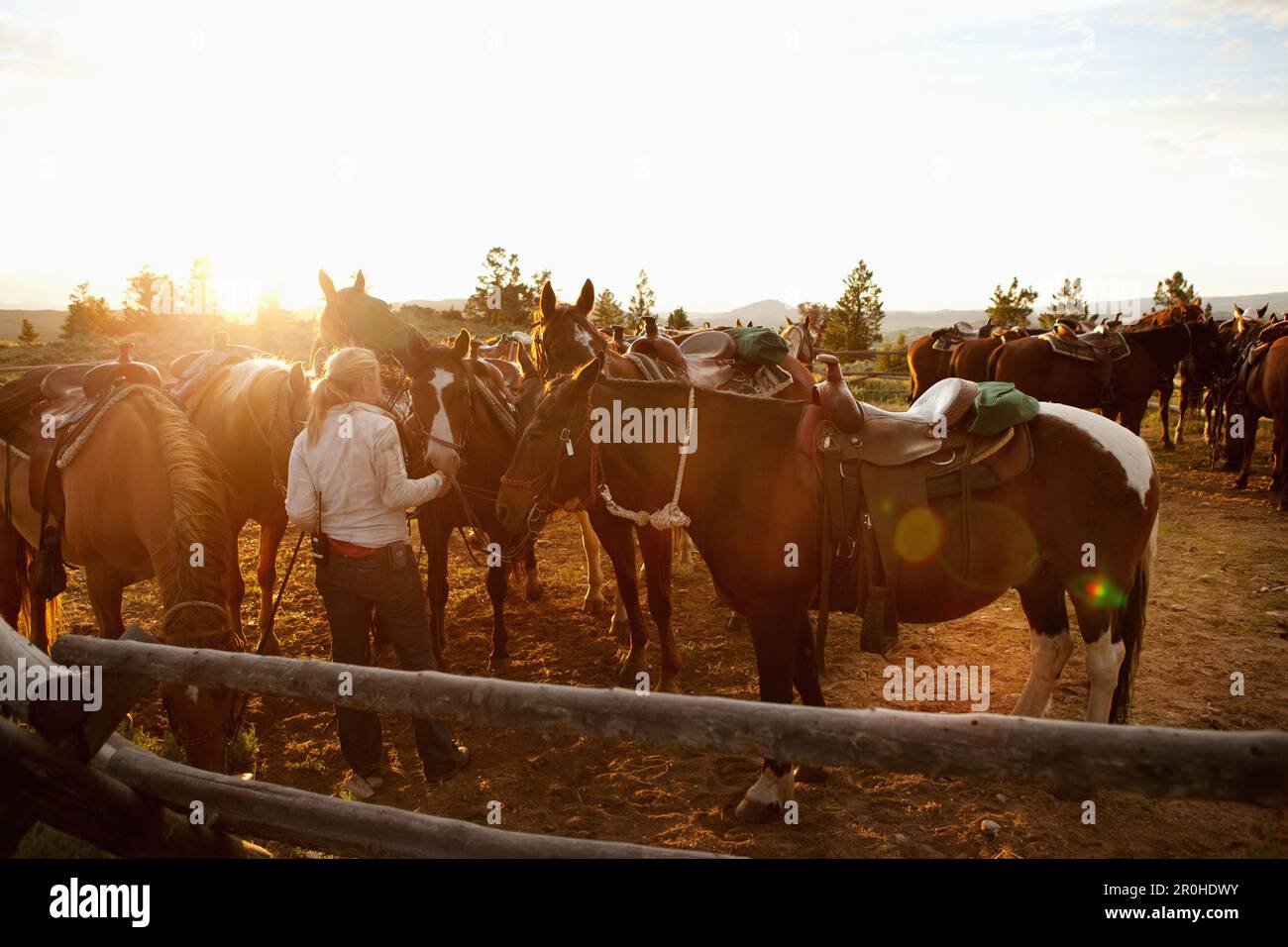 USA, Wyoming, Encampment, a wrangler gathers horses for guests at a ...