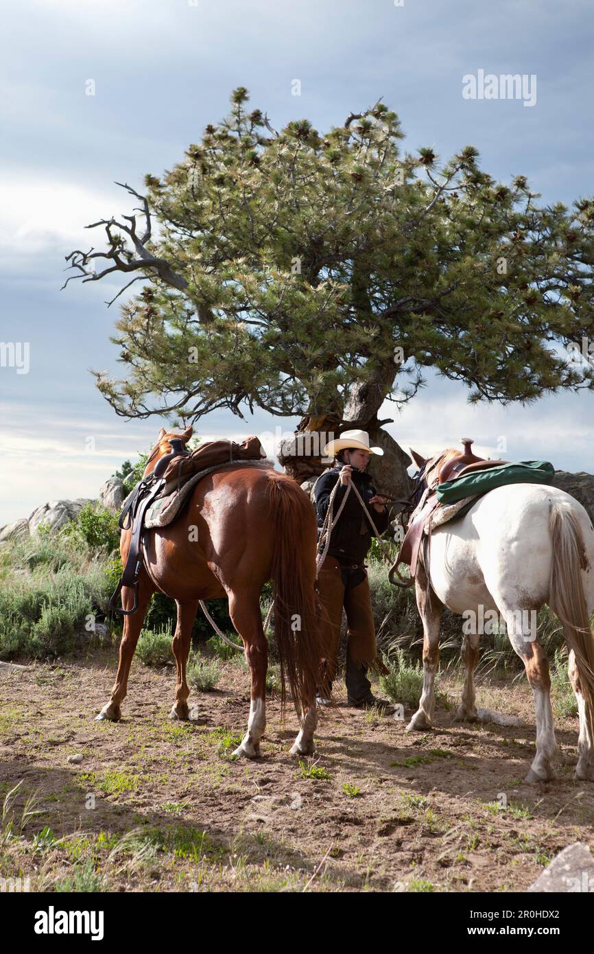 USA, Wyoming, Encampment, a wrangler holds two horses by the reins ...