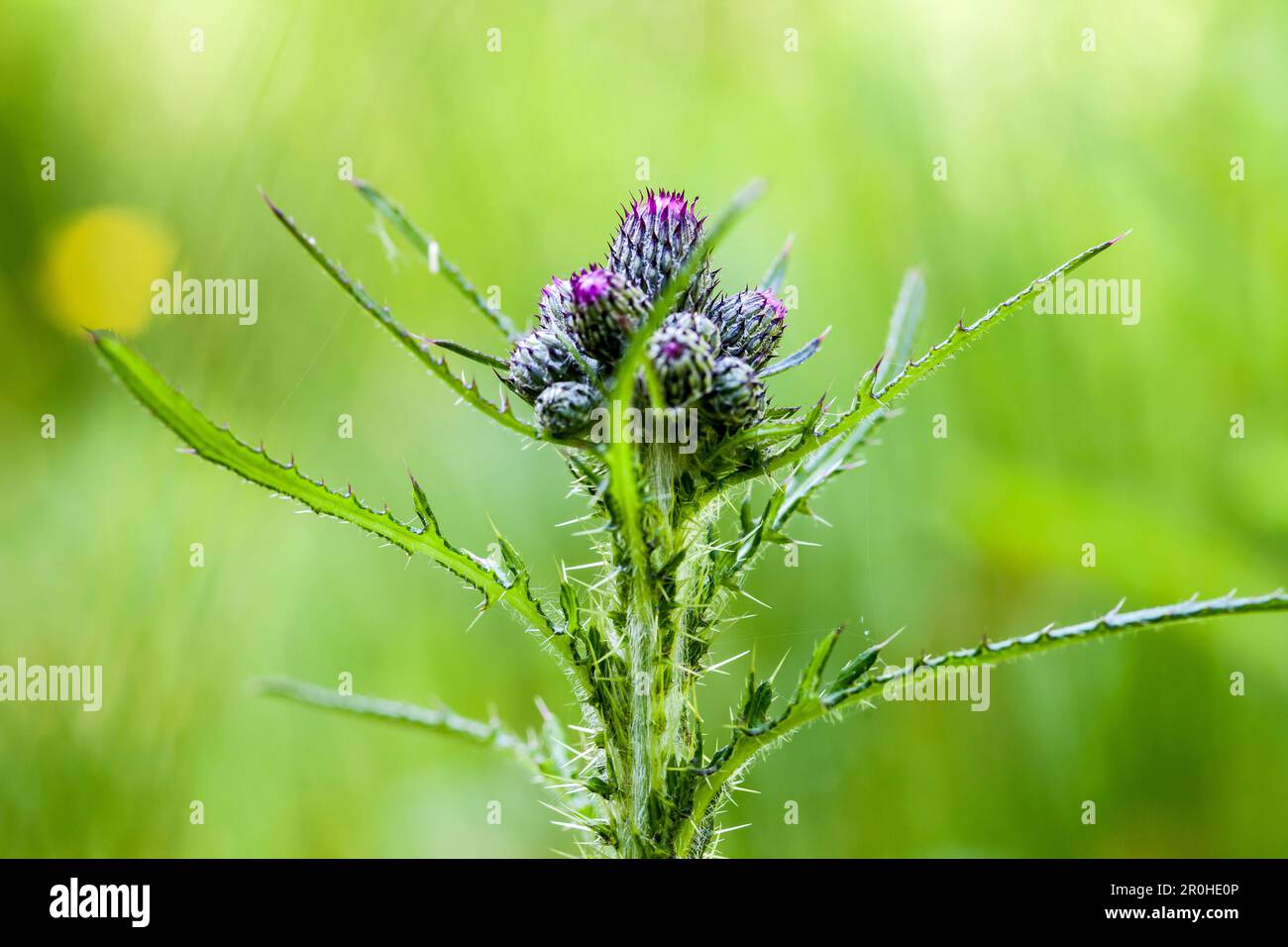 marsh thistle (Cirsium palustre), inflorescence, Germany Stock Photo ...