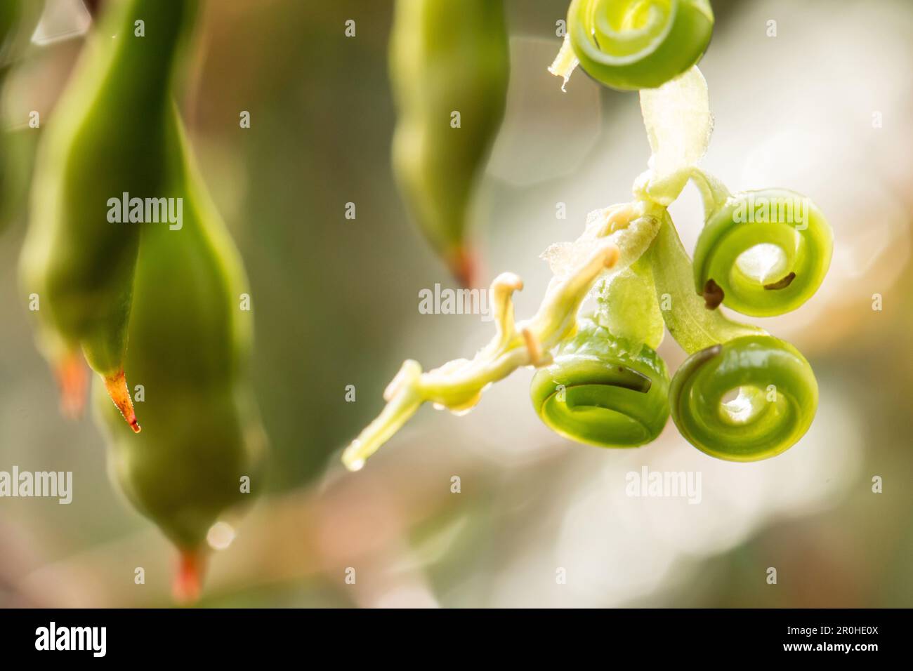 Himalayan balsam, Indian balsam, red jewelweed, ornamental jewelweed ...