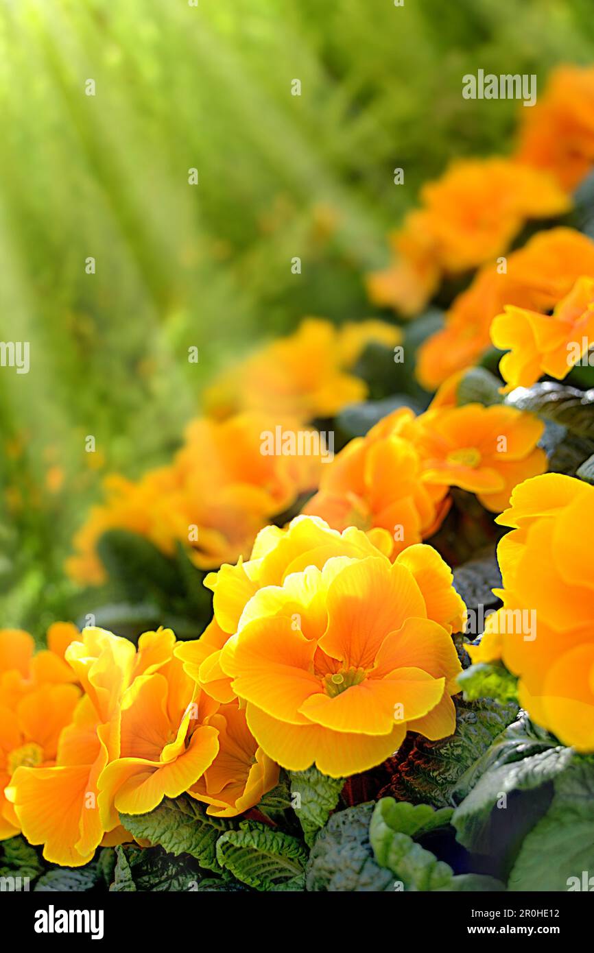 true English primrose (Primula acaulis, Primula vulgaris), flowers ...