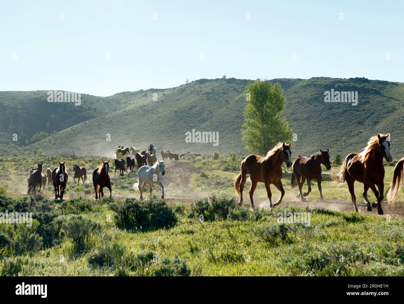 USA, Wyoming, Encampment, wranglers jingle horses in horses in the ...