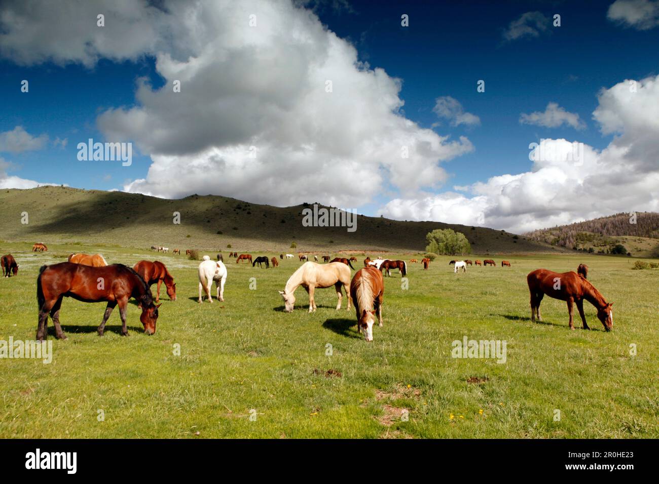 USA, Wyoming, Encampment, horses graze in a pasture under white puffy ...