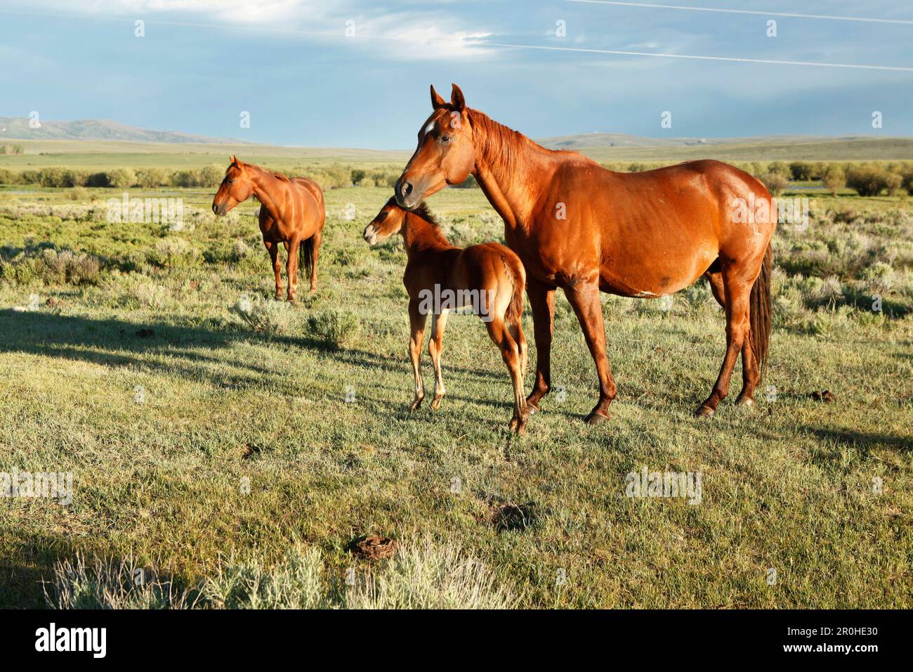 USA, Wyoming, Encampment, two mares and a colt standing in a pasture ...