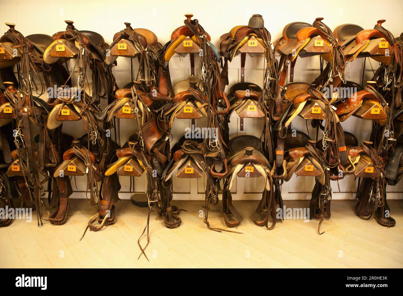 USA, Wyoming, Encampment, horse saddles hanging on a wall in a tack ...
