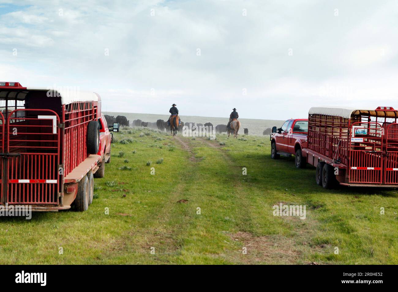 USA, Wyoming, Encampment, cowboys move cattle towards a corral to be ...