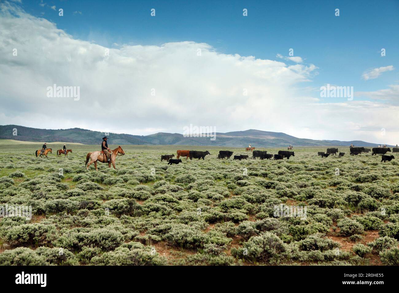 USA, Wyoming, Encampment, cowboys move cattle towards a corral to be ...