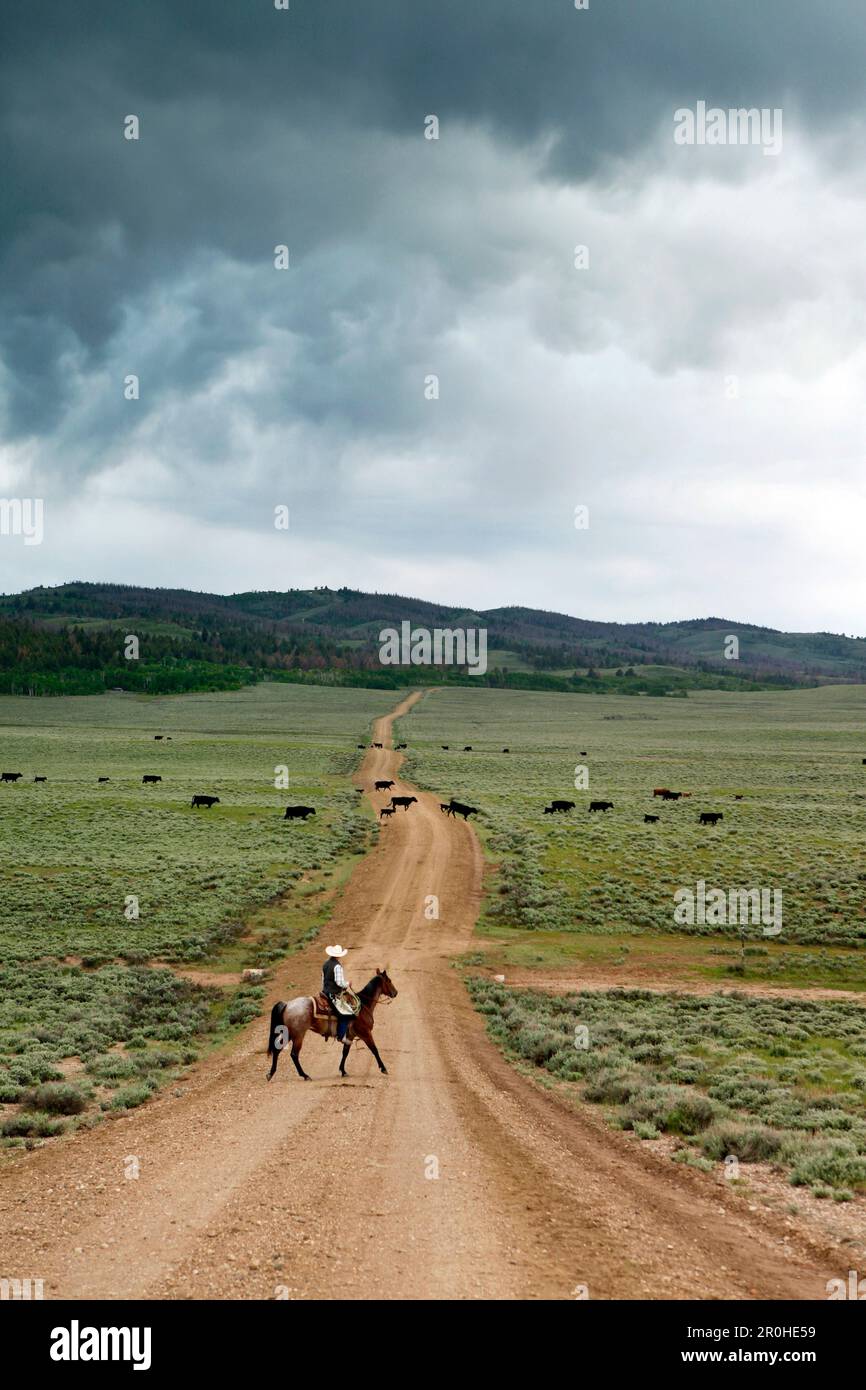 USA, Wyoming, Encampment, cowboys move cattle towards a corral to be ...
