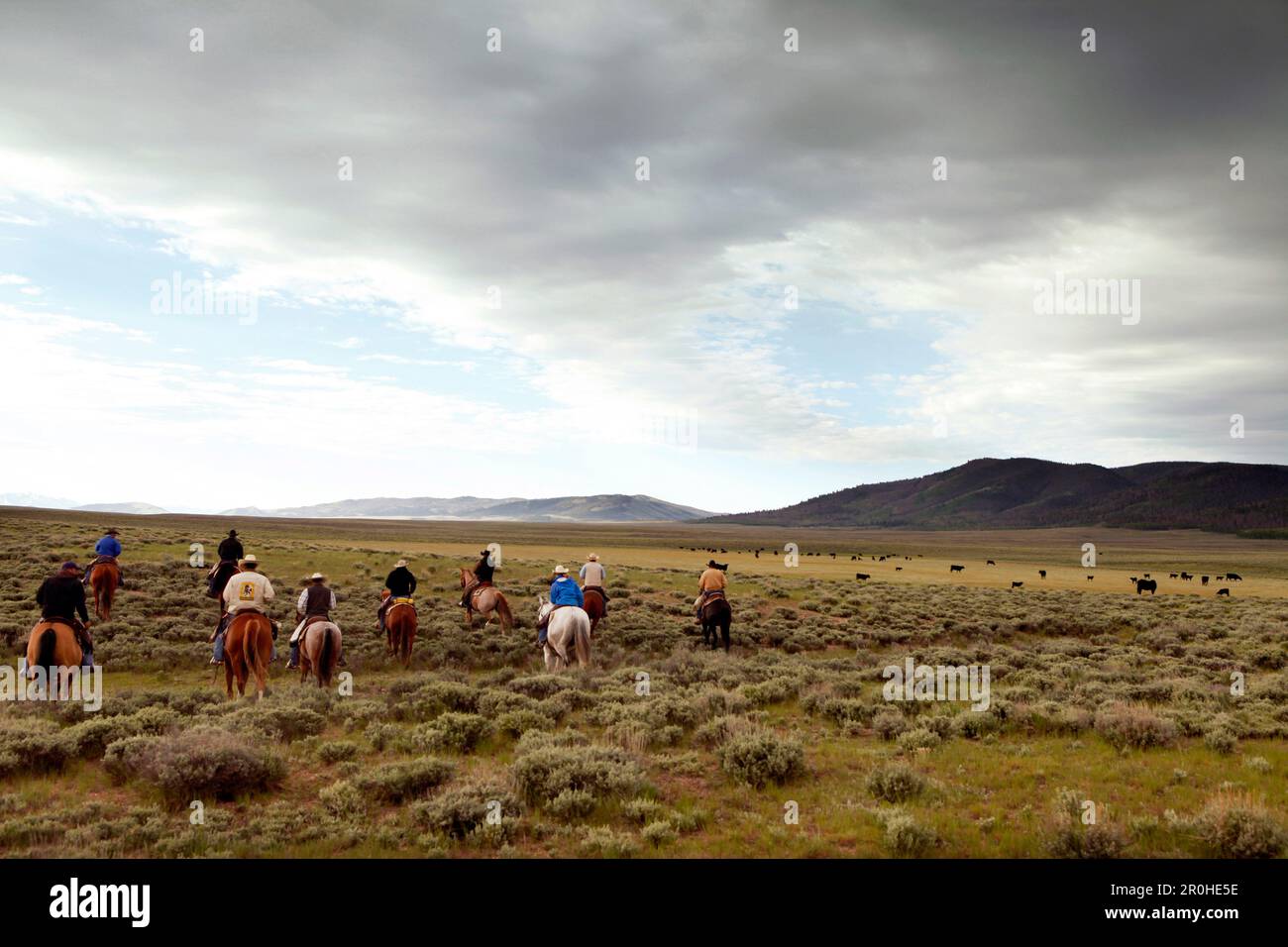 USA, Wyoming, Encampment, cowboys ride out on horseback to gather ...