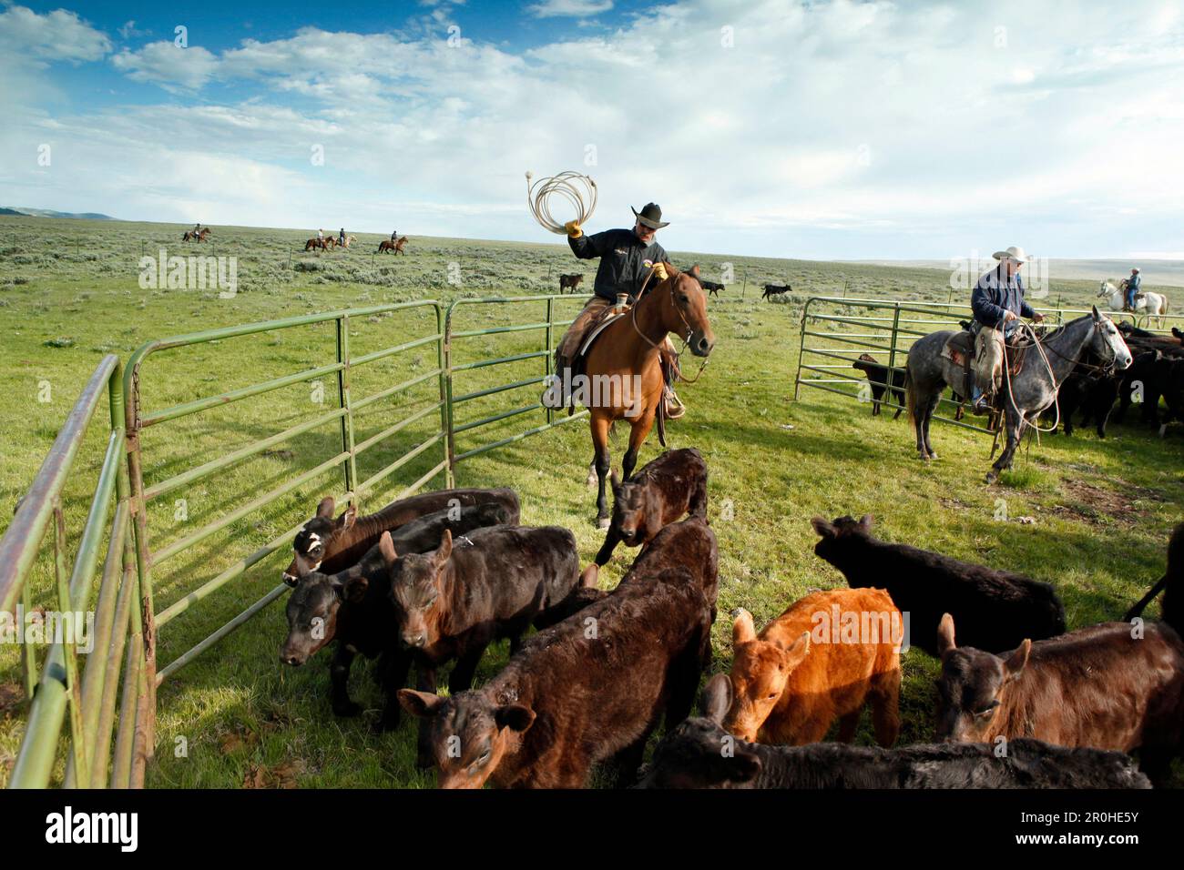 USA, Wyoming, Encampment, cowboys move cattle into a corral for ...