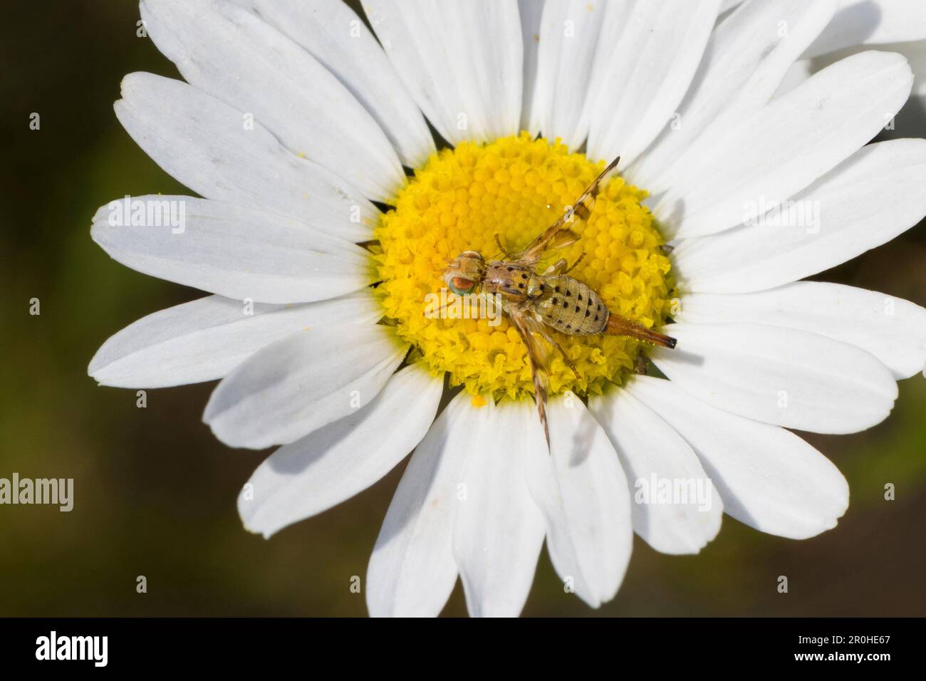 peacock fly, peacock flies (Chaetorellia spec.), on a blossom, dorsal ...