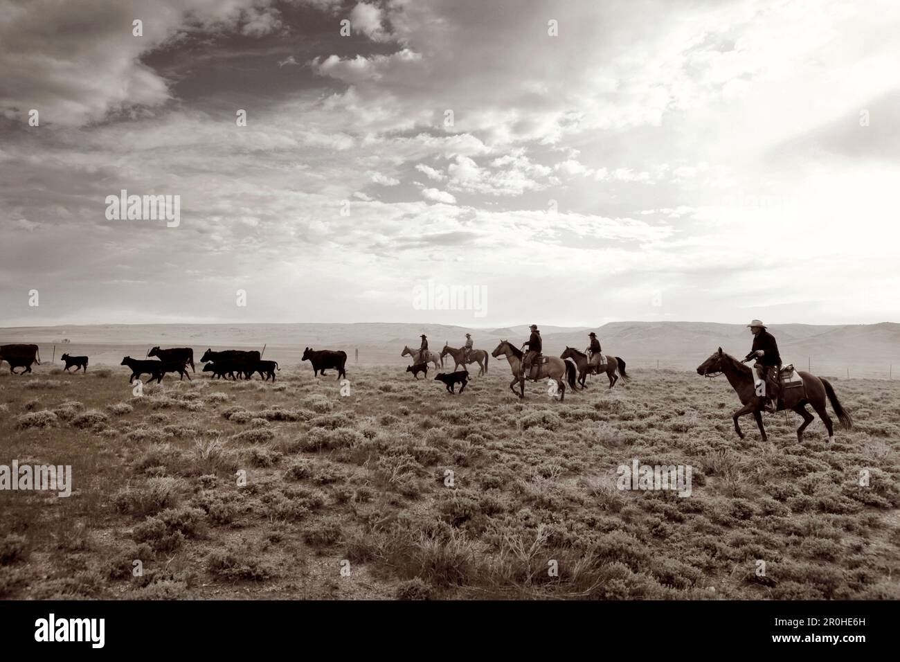 USA, Wyoming, Encampment, cowboys move cattle towards a corral to be ...