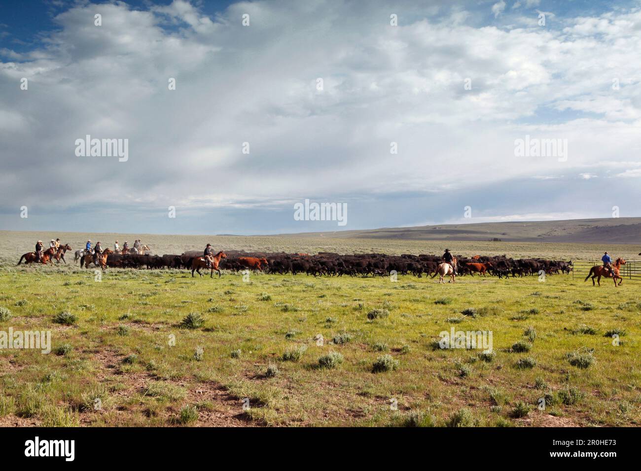 USA, Wyoming, Encampment, cowboys move cattle towards a corral to be ...