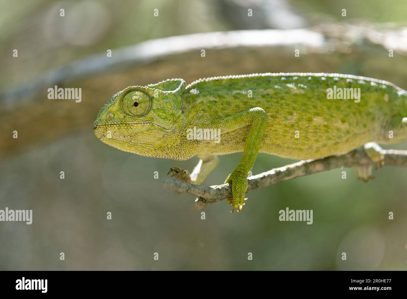 Mediterranean chameleon, African chameleon, common chameleon (Chamaeleo ...