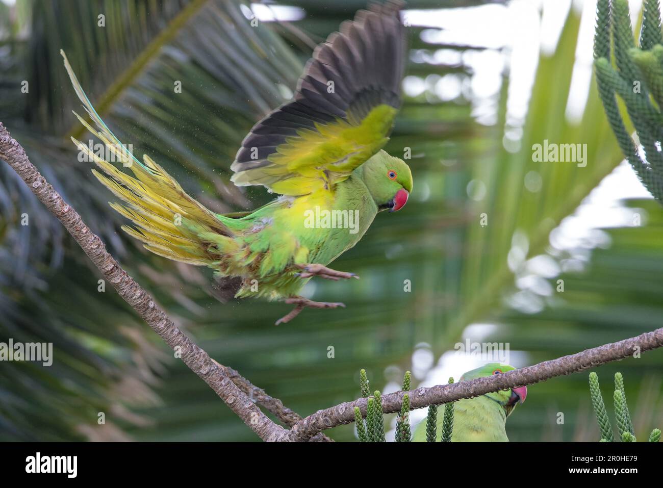 rose-ringed parakeet (Psittacula krameri), female landing on a branch ...