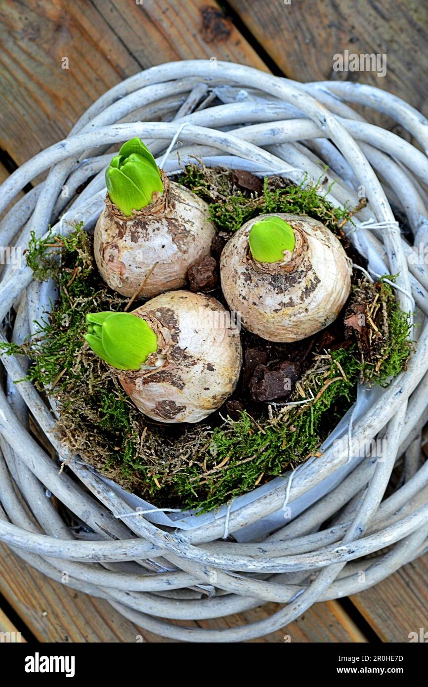 Jacinthe (Hyacinthus orientalis), basket planted with hyacinth bulbs ...